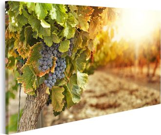 Islandburner Prime Bild auf Leinwand Weinberge Sonnenuntergang Bilder Wandbilder Poster