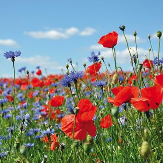 1art1 Blumen Poster Wildblumen-Wiese Mit Mohn- Und Kornblumen Kunstdruck Bild 100x100 cm