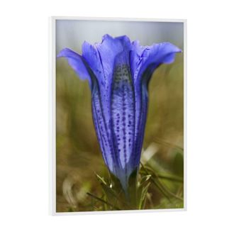 artboxONE Poster mit wei&szlig;em Rahmen 18x13 cm Natur Enzian im Gegenlicht - Bild Enzian bl&uuml;hen bl&uuml;te