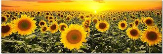 Paul Sinus Art Panoramabild auf Leinwand und Keilrahmen 150x50cm Sonnenblumenfeld Himmel Sonnenuntergang