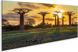 Islandburner Bild Bilder auf Leinwand Schöne Baobabbäume bei Sonnenuntergang an der Allee der Baobabs in Madagaskar Wandbild Poster Leinwandbild UBR