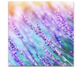Paul Sinus Art Leinwandbilder | Bilder Leinwand 60x60cm Lavendelfeld