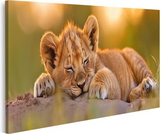Islandburner Prime Bild auf Leinwand Schlafendes L&ouml;wenjunges im goldenen Licht f&uuml;r Schlafzimmer Tierliebhaber Tierhandlung Bilder Wandbilder Poster