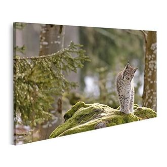 Islandburner Tableau sur Toile Lynx europ&eacute;en Cadre Affiche Poster Murale Tableaux