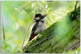 Wallario Outdoor-Poster f&uuml;r Garten oder Balkon Specht im gr&uuml;nen Versteck, Motivbanner Gr&ouml;&szlig;e: ca. 60 x 90 cm, Outdoor-Bild