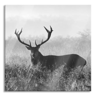 Pixxprint Glasbild, Wandbild auf Echtglas, Rotwild Hirsch in Abendd&auml;mmerung, 40x40 cm, inkl. Aufh&auml;ngung und Abstandshalter