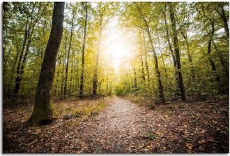 Generic Poster auf Leinwand, Waldweg im Herbst, 1 Paneel, Dekoration, ungerahmt 76,2 x 50,8 cm