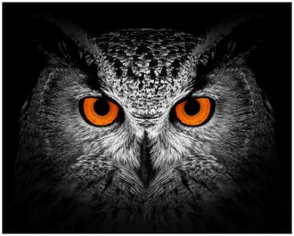 Wallario Poster - Blick aus der Dunkelheit in Premiumqualit&auml;t, Gr&ouml;&szlig;e: 40 x 50 cm