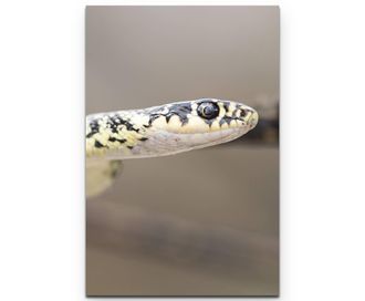 Paul Sinus Art Leinwandbilder | Bilder Leinwand 90x60cm Schlange - Nahaufnahme