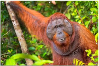 Wallario Outdoor-Poster f&uuml;r Garten oder Balkon Orang-Utan im Regenwald, Motivbanner Gr&ouml;&szlig;e: ca. 120 x 180 cm, Outdoor-Bild
