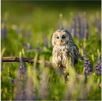 Wallario Sticker/Aufkleber f&uuml;r K&uuml;hlschrank/Geschirrsp&uuml;ler/K&uuml;chenschr&auml;nke, Selbstklebende Folie - 60 x 60 cm, Motiv: Kauz im Bl&uuml;tenmeer