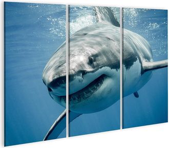Islandburner Prime Bild auf Leinwand Weißer Hai Lächeln Nahaufnahme Schuss Lächelnd Bilder Wandbilder Poster
