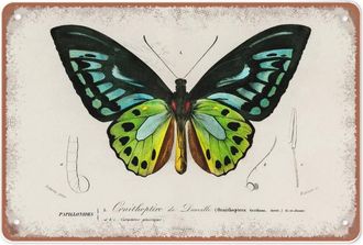 Generic Gr&uuml;ner Schmetterling - 1892 Antike Lithographie von Charles Dessalines D Orbigny - Gicl&eacute;e-Druck, Metall-Blechschild, Wanddekoration, Mannlochleiste, H