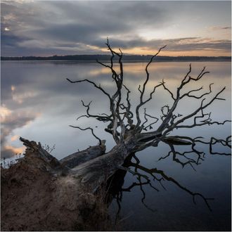 Wallario Sticker/Aufkleber f&uuml;r K&uuml;hlschrank/Geschirrsp&uuml;ler/K&uuml;chenschr&auml;nke, Selbstklebende Folie - 60 x 60 cm, Motiv: Baum im Abendlicht