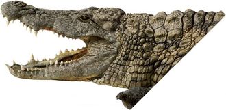 1art1 Alligatoren Schnapp-Alligator Für Das Fenster Wand-Tattoo | Deko Wandaufkleber für Wohnzimmer Kinderzimmer Küche Bad Flur | Wandsticker für Tür Wand M