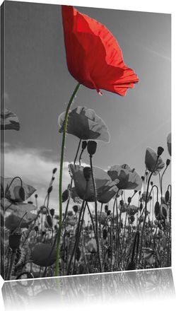 Pixxprint wunderschönes Mohnblumenfeld im Sommer, Größe: 100x70cm, Leinwandbild, fertig gespannt, Wandbild, Dekoration, Kunstdruck, kein Poster