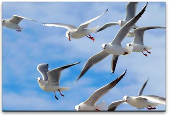 Paul Sinus Art Möwen im Himmel Wandbild in verschiedenen Größen Wähle Deine Größe 90x60cm