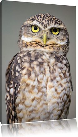 Pixxprint kleine Eule, Größe: 120x80cm, Leinwandbild, fertig gespannt, Wandbild, Dekoration, Kunstdruck, kein Poster