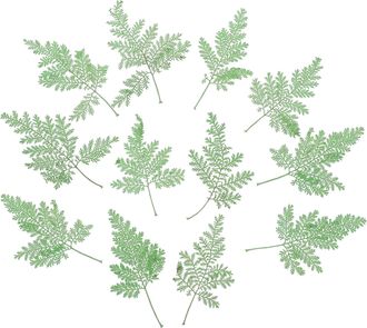 Pretyzoom 48 St&uuml;ck Nat&uuml;rliche Getrocknete Bl&auml;tter Getrocknetes Pflanzenmaterial Selbstgemacht Bastelbedarf Lesezeichen Kerzendekor Wohndeko