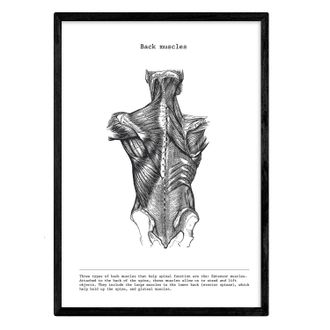 Nacnic Anatomie Poster. Vintage Stil Wanddekoration Abbildung von Rückenmuskulatur, Muskeln und Knochen. Verschiedene menschliche Körper, Biologie und Medizi