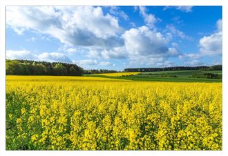 Wallario selbstklebendes Poster - Bl&uuml;hendes Rapsfeld, Aufkleber in Premiumqualit&auml;t, Klebefolie Gr&ouml;&szlig;e: 61 x 91,5 cm (Maxiposter)