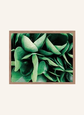 Liv Corday Wandbild Gr&uuml;ne Frische Pflanzen Mit Rahmen braun