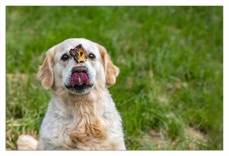 Wallario selbstklebendes Poster - Hund trifft Leckerli, Aufkleber in Premiumqualit&auml;t, Klebefolie Gr&ouml;&szlig;e: 61 x 91,5 cm (Maxiposter)