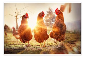 Posterlounge H&uuml;hner auf dem Laufsteg Poster von Gabi Stickler 60 x 40 cm Orange Wandbilder Wanddeko