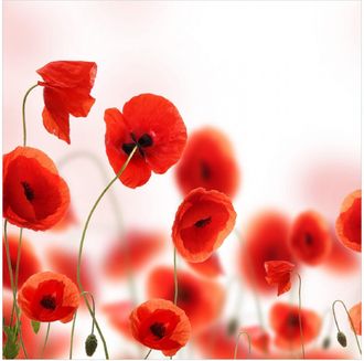 Wallario Glasbild Leuchtende Mohnblumen - Rote Mohnblumenblüten - 30 x 30 cm Wandbilder Glas in Premium-Qualität: Brillante Farben, freischwebende Optik