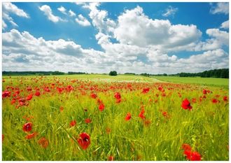 Wallario Poster - Grüne Wiese mit Mohnblumen in Premiumqualität, Größe: 70 x 100 cm (Riesenposter)