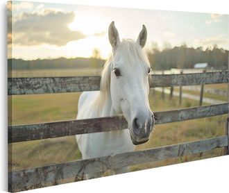 Islandburner Bild auf Leinwand Weißes Pferd im Sonnenuntergang auf der Weide Bilder Wandbilder Poster