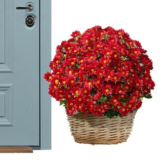 Generic Mums k&uuml;nstliche | 10 -B&uuml;ndel gef&auml;lschte Sonnenuntergang M&uuml;tter k&uuml;nstliche Pflanzen im Freien - wetterfeste Pflanzen Dekorationen f&uuml;r Hof Balkon Schrei