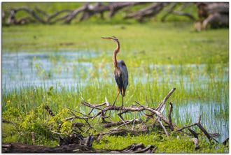 Wallario Outdoor-Poster f&uuml;r Garten oder Balkon Graureiher am Wasser, Motivbanner Gr&ouml;&szlig;e: ca. 60 x 90 cm, Outdoor-Bild