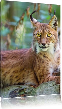 Pixxprint aufmerksamer Luchs, Größe: 60x40cm, Leinwandbild, fertig gespannt, Wandbild, Dekoration, Kunstdruck, kein Poster