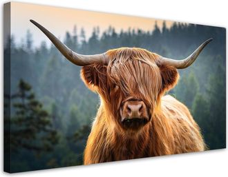 Feeby Leinwandbild - Bilder Wohnzimmer - Schottische Kuh Tiere - 80x40 1tlg - Deko Schlafzimmer - Wanddekoration - Aesthetic - Gro&szlig; Moderne Bild - Foto auf 