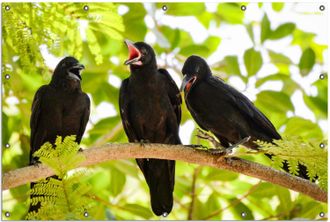 Wallario Outdoor-Poster f&uuml;r Garten oder Balkon Kr&auml;hen im Gespr&auml;ch, Motivbanner Gr&ouml;&szlig;e: ca. 120 x 180 cm, Outdoor-Bild