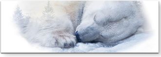 Paul Sinus Art Leinwandbilder | Bilder Leinwand 150x50cm schlafender Eisbär
