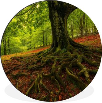 MuchoWow Wandbild Rund Wanddeko Deko Wohnzimmer Bilder 30x30 cm Baum - Wald - Herbstbl&auml;tter