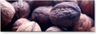 Paul Sinus Art Walnüsse - Fotografie - Panoramabild auf Leinwand in 150x50cm