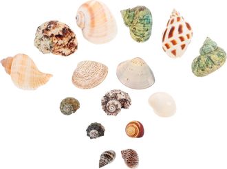 Cabilock Natürliche Dekoration Teiliges für Aquarium Landschaftsbau Realistische Conch Schalen Umweltfreundlich und Sicher Geeignet als Fischbecken Ornament un