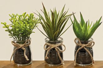 Boltze 1002254 Pflanze im Glas Sortiert 17 cm (1 St&uuml;ck)