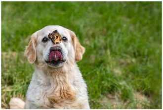 Wallario K&uuml;chenr&uuml;ckwand aus Glas 90 x 60 cm, Motiv: Hund trifft Leckerli | Spritzschutz abwischbar & pflegeleicht