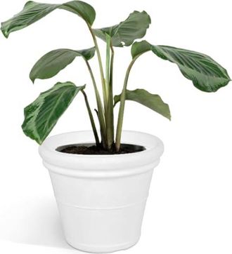 KLORIS Runder Blumentopf, rund, 50 cm, glatt, weiß, Polyethylen, Außendurchmesser 50 cm, Höhe und Tiefe 40 cm, inklusive Untersetzer