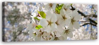 Feeby Leinwandbild XXL Kirschblüten Wandbild Kunst Natur Weiß 150x60 cm