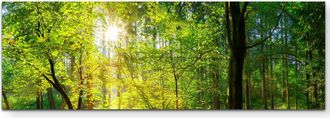 Paul Sinus Art Wandbild auf Leinwand 120x40cm Wald im Sonnenschein