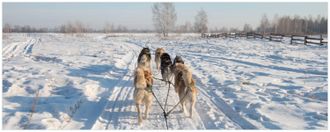 Wallario Glasbild Hundeschlitten im Schnee - 50 x 125 cm Wandbilder Glas in Premium-Qualit&auml;t: Brillante Farben, freischwebende Optik