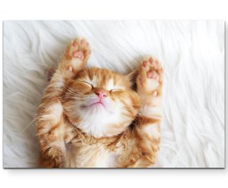 Paul Sinus Art Leinwandbilder | Bilder Leinwand 120x80cm Schlafendes rotes Katzenbaby