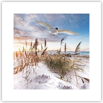 Arttor Wandposter Art Prints 30x30cm Poster ohne Rahmen M&ouml;we Meer K&uuml;ste K&uuml;che Wanddeko Bild Wand Kunstdruck Deko Wandbilder Dekoration Wohnzimmer Schlafzimme