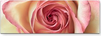 Paul Sinus Art Leinwandbilder | Bilder Leinwand 150x50cm pinke Rose - Nahaufnahme
