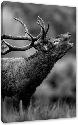 Pixxprint Röhrender Hirsch mit mächtigem Geweih, Monochrome, Größe: 100x70cm, Leinwandbild, fertig gespannt, Wandbild, Dekoration, Kunstdruck, kein Poster